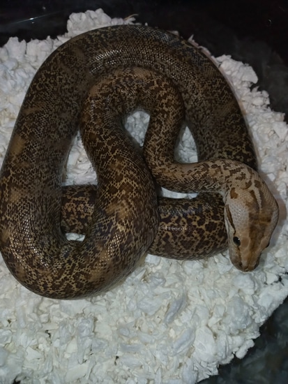 Granite Burmese Female 66% Possibly Het Albino- New Pics Burmese Python ...