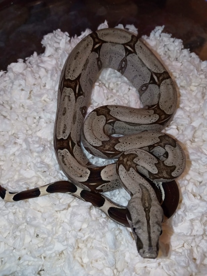 Pure Surinam Red Tail Boa- Baby Female 1-more Pics True Red-Tailed Boa ...