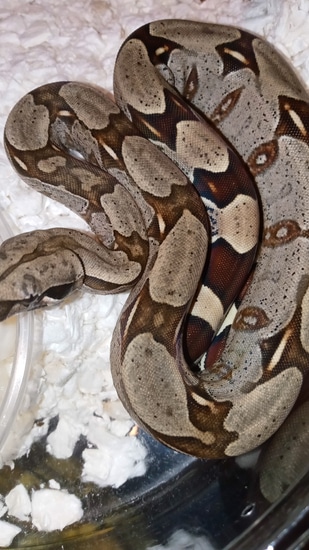 Surinam Red Tail Boa- Baby Female True Red-Tailed Boa Constrictor by ...