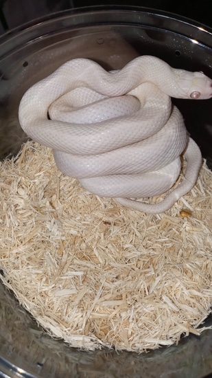 Yearling Female Pink Eyed (Albino) Leucistic Texas-updated Pic Western ...