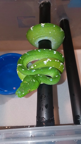 Aru Female-super Mellow Green Tree Python by Evan Stahl Reptiles