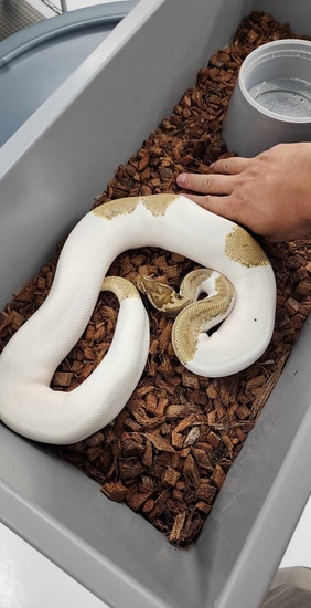 Leopard Enchi Fire Mojave Pied Breeder- New Pics Added Ball Python by ...