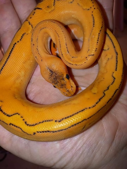 Champagne Orange Dream Fire Yellow Belly Male-now Breeding Ball Python ...