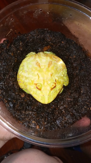 Beautiful Lemon Drop Pac Man Frog-sub Adult Pacman Frog by Evan Stahl ...