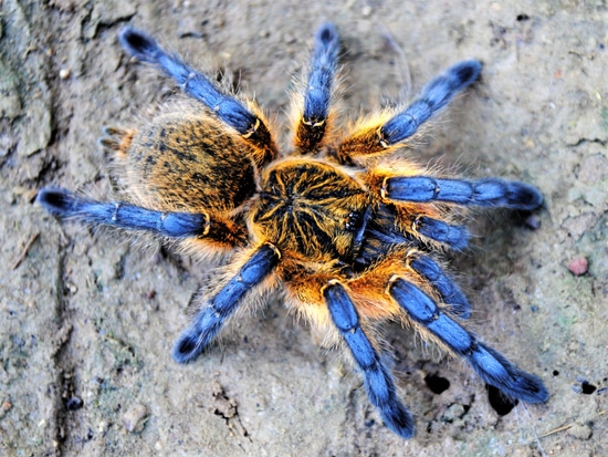 Golden Blue Legged Baboons- Harpactira Pulchripes Tarantula by Evan ...
