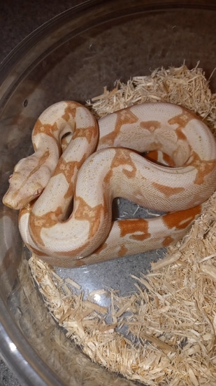Sunglow Female- Kahl Albino Boa Constrictor by Evan Stahl Reptiles