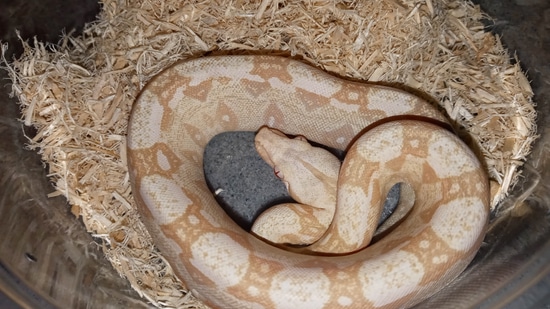 Kahl Albino Columbian Boa-baby Female Boa Constrictor by Evan Stahl ...