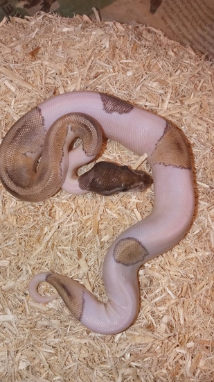 Mojave Leopard Enchi Pied Ball Python by Evan Stahl Reptiles