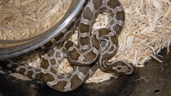 Emory's Aka Great Plains Ratsnakes Other Rat Snake by Evan Stahl Reptiles