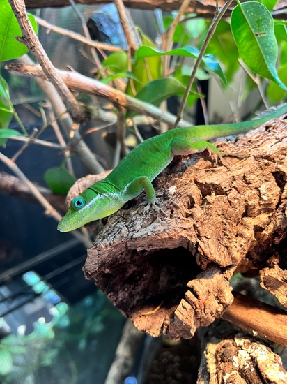 Anolis Coelestinus 2025 Offspring Anole by Crown Giant LLC