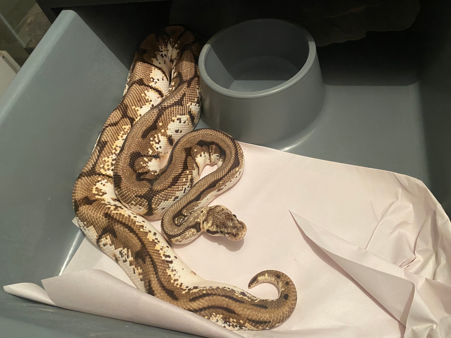 Bumblebee Proven Ball Python by Snake king exotics - MorphMarket