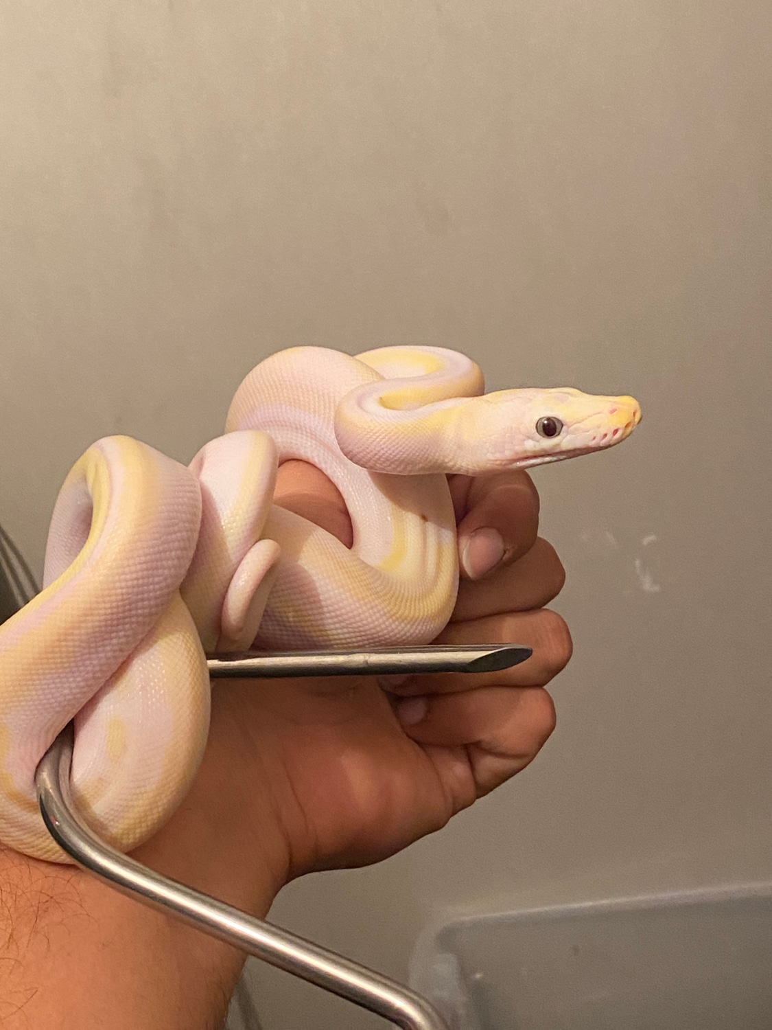 Cow Reticulated Python by Sk exotics - MorphMarket