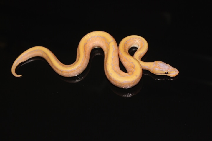 Banana Pinstripe Yellow Belly Ball Python by Ever Evolving Exotics ...