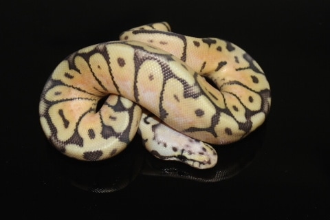 Killer Bee 100% Het Orange Ghost Ball Python by Ever Evolving Exotics