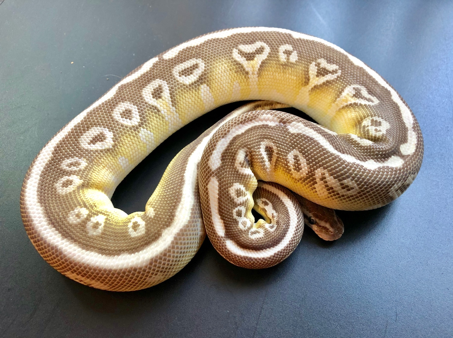 Pastel Soul Sucker Ball Python by Everglades Exotics - MorphMarket