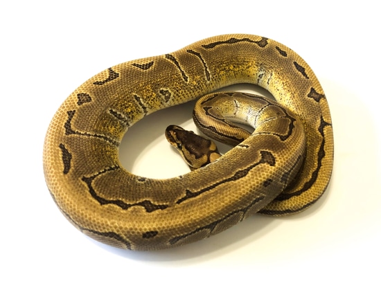 Calico Pinstripe Het Sunset Ball Python by Everglades Exotics