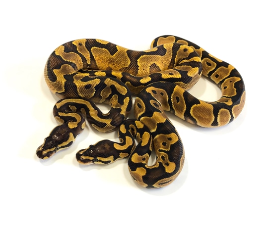 1.1 Enchi Yellowbelly H. Dreamsicle Pair Ball Python by Everglades Exotics