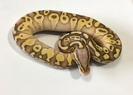 Coral Glow Lesser Pastel H. Clown Ball Python by Everglades Exotics