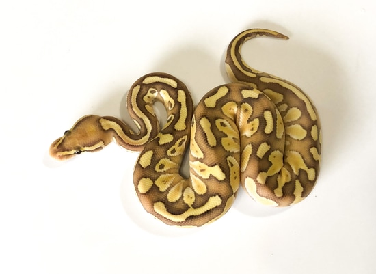 Coral Glow Lesser Het Clown Ball Python by Everglades Exotics