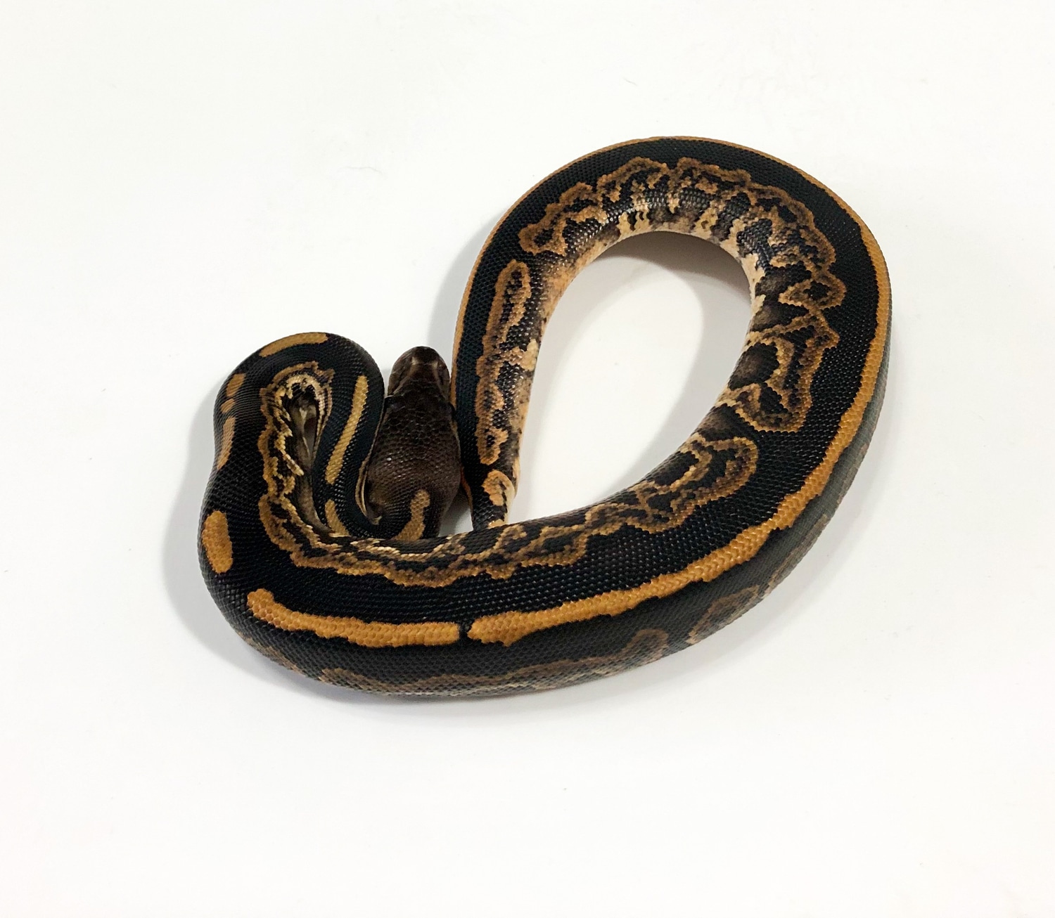 Black Pastel Mahogany Het Pied Ball Python by Everglades Exotics ...