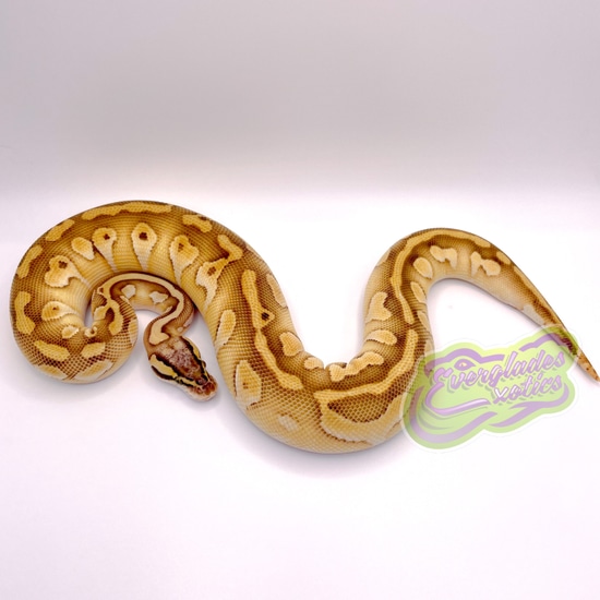 Bongo Enchi Lesser Pastel Het Clown Ball Python by Everglades Exotics