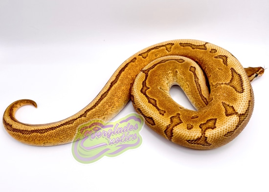 Sunset Clown Project Ball Python by Everglades Exotics