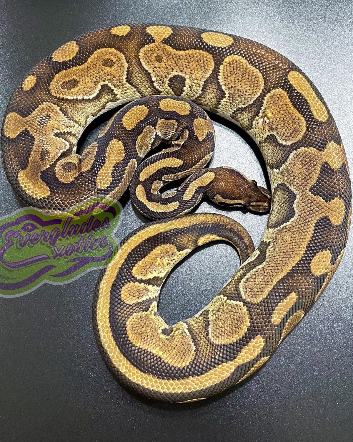 Enchi Cinnamon Het Pied 50% Het Lavender Ball Python by Everglades ...