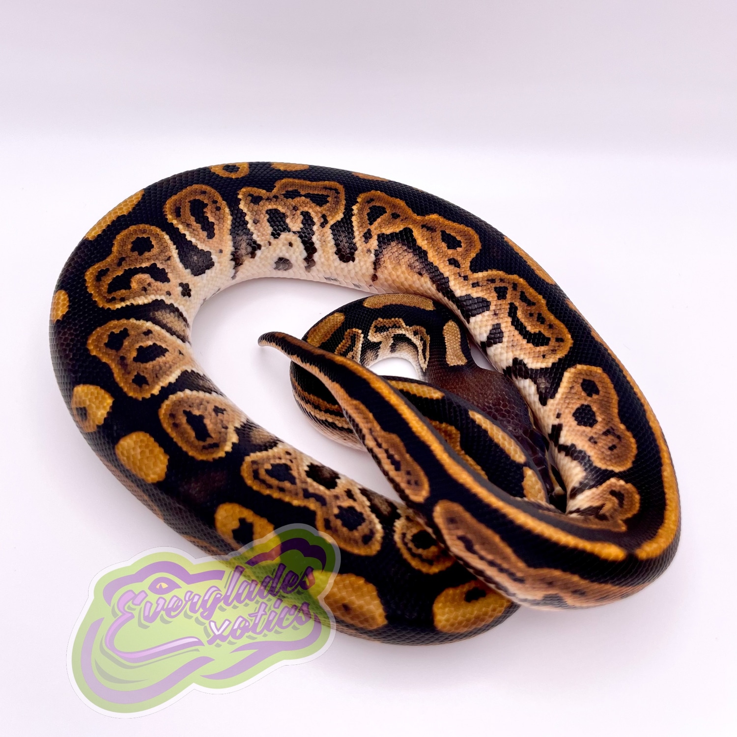 Black Pastel Het Pied Ball Python by Everglades Exotics - MorphMarket