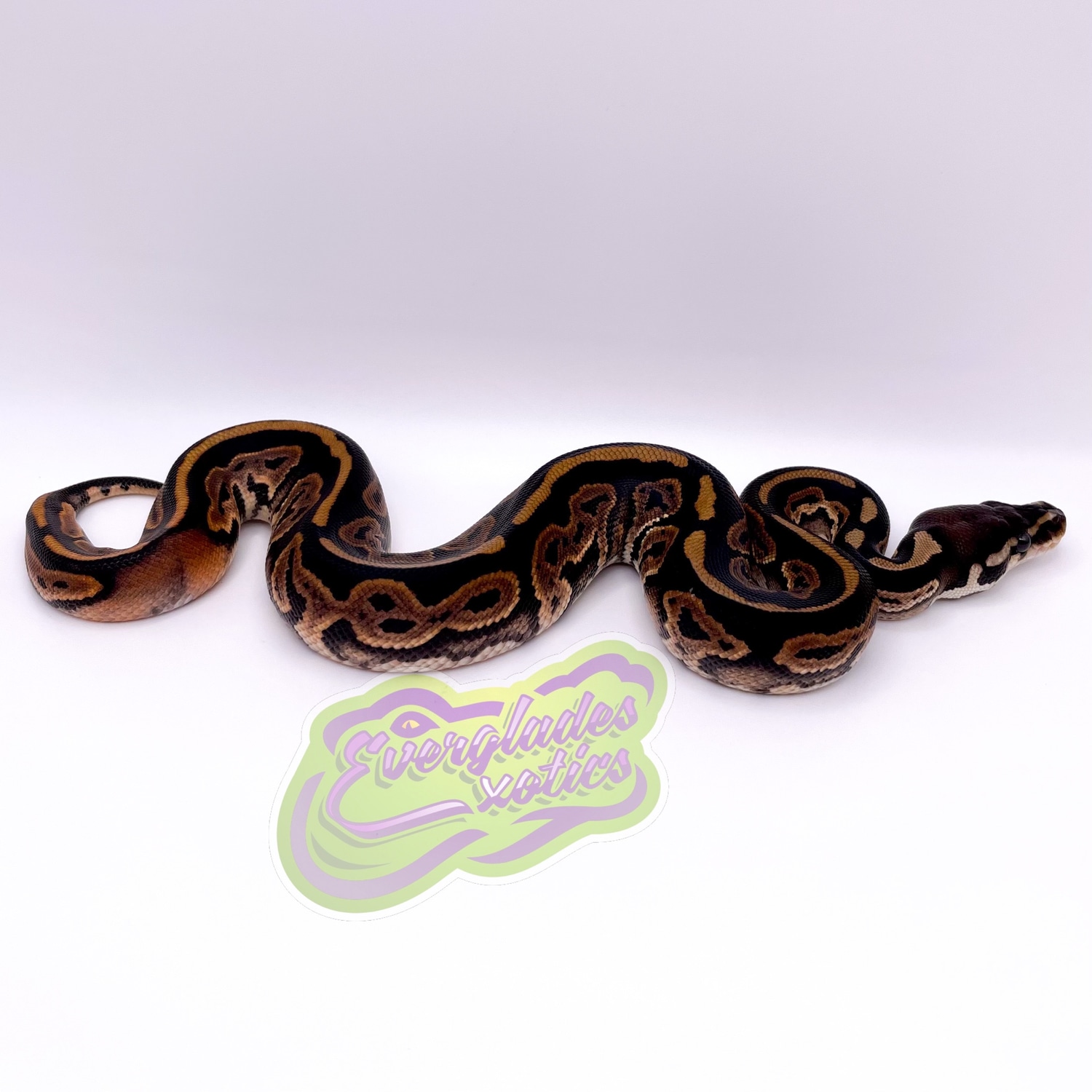 Black Pastel Het Pied Ball Python by Everglades Exotics - MorphMarket