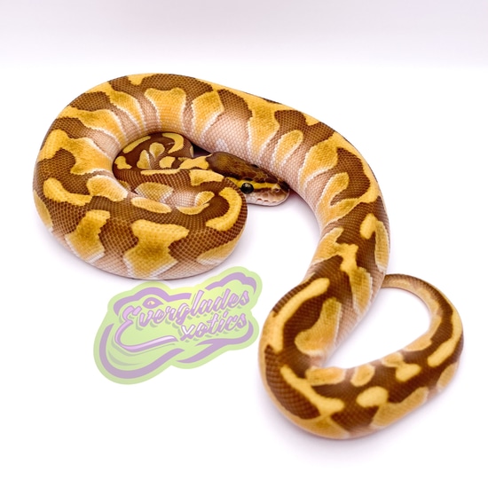 Enchi Lesser Het Clown Ball Python by Everglades Exotics