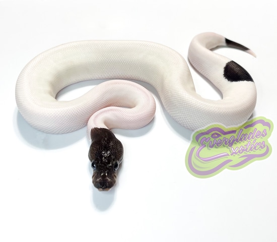 Panda Pied Ball Python by Everglades Exotics