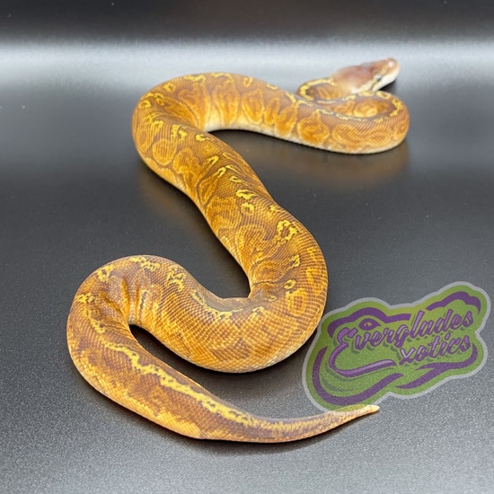 Pastel Sunset Ball Python by Everglades Exotics