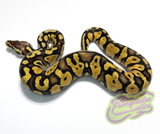 Lemon Pastel Spark Het Sunset Ball Python by Everglades Exotics