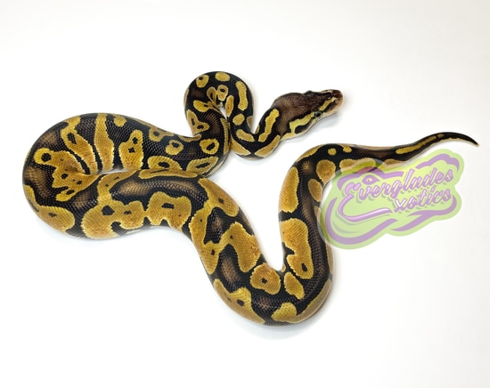 Lemon Pastel Het Sunset Ball Python by Everglades Exotics
