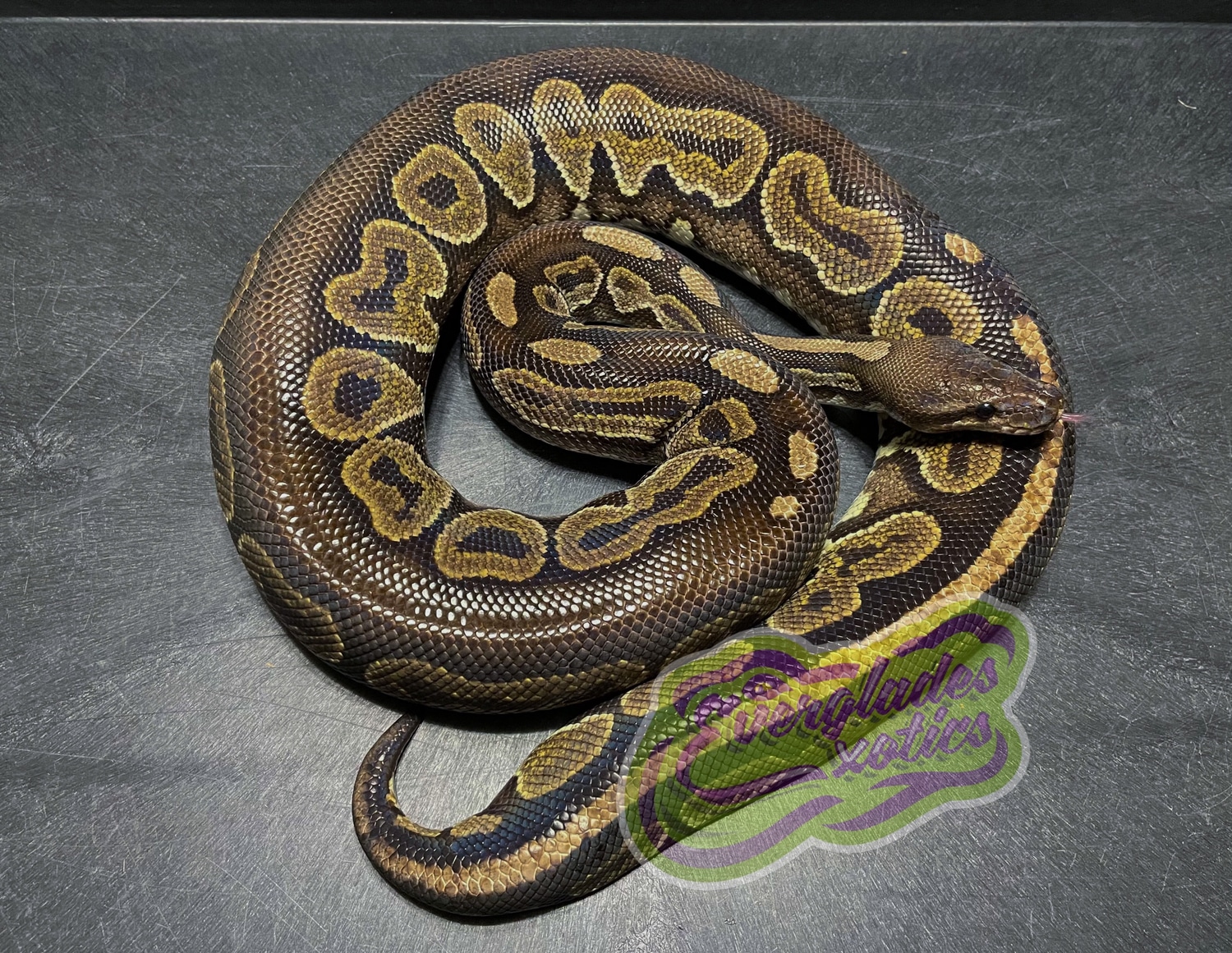 Cinnamon Breeder Ball Python by Everglades Exotics - MorphMarket