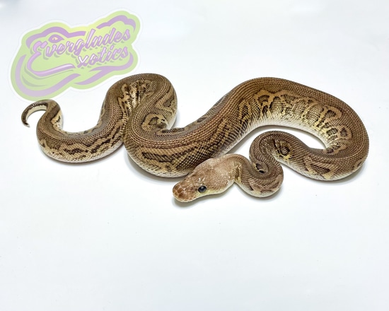 Black Pewter Leopard (OD) Clown Ball Python by Everglades Exotics