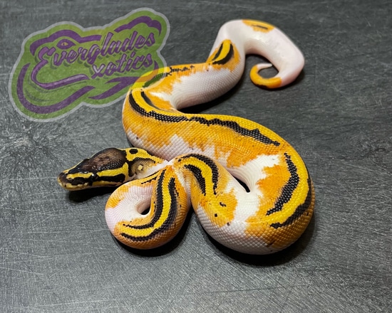ODYB Leopard Pastel Pied Ball Python by Everglades Exotics