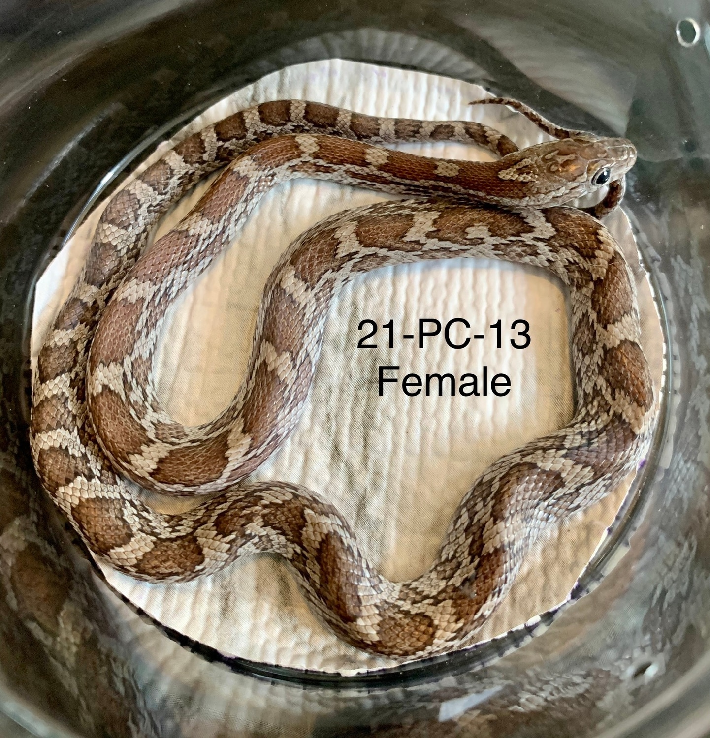 2021 Cinder Corn Snake by Evergreen Exotics - MorphMarket