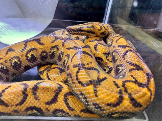 2012 Female Proven Peruvian Rainbow Boa Brazilian Rainbow Boa by ...