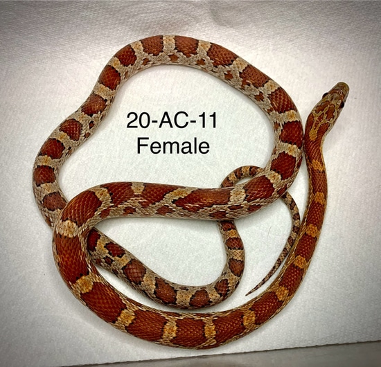 2020 Normal With Hets Corn Snake by Evergreen Exotics