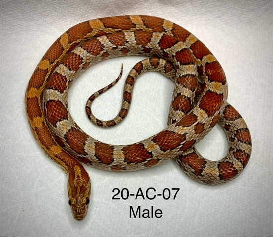 2020 Normal With Hets Corn Snake by Evergreen Exotics