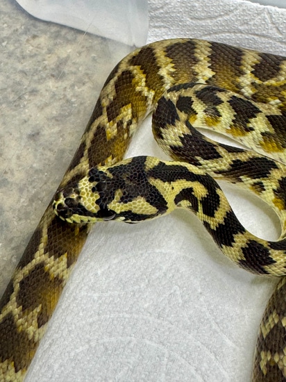 2021 Female Pure Papuan Irian Jaya Carpet Python by Evergreen Exotics
