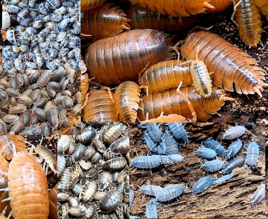 Red, White & Blue Powder Mix Isopod by Multi-Morph Exotics