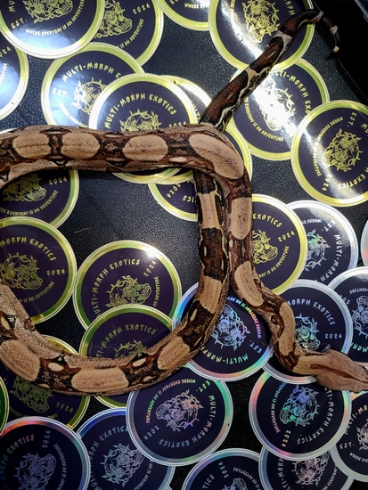 BCI Boa Constrictor *read Desc* by Multi-Morph Exotics