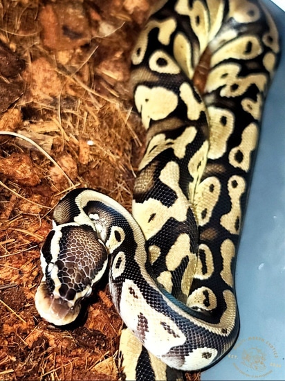 Pastels Group Of 5 Clown/DG/candy Ball Python by Multi-Morph Exotics