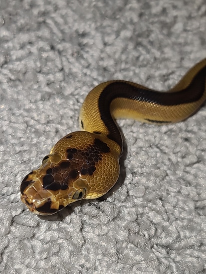 Leopard Enchi Clown Ball Python by Multi-Morph Exotics