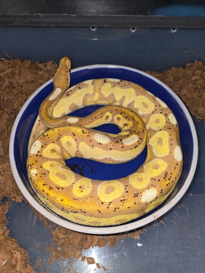 Cinnamon 🍌 Banana **LOW RESERVE** Ball Python by Multi-Morph Exotics