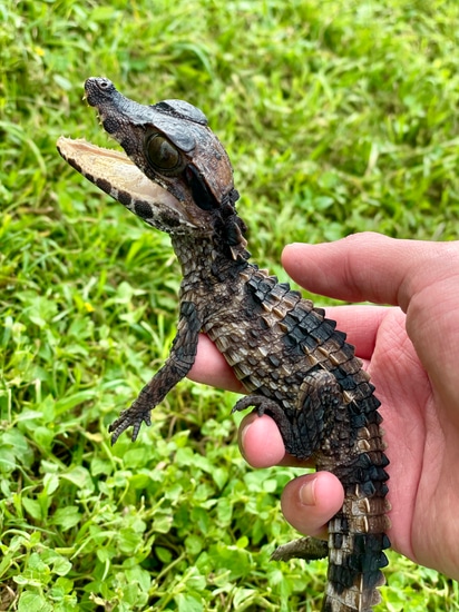 Beautiful Smooth Fronted Caiman Smooth-Fronted Caiman by Everything ...