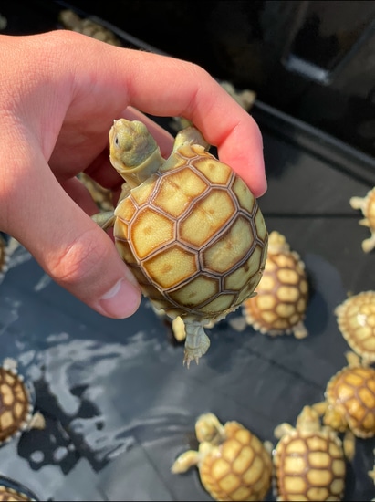 New Year Special!!! Incredible Baby Tortoises Sulcata Tortoise by ...