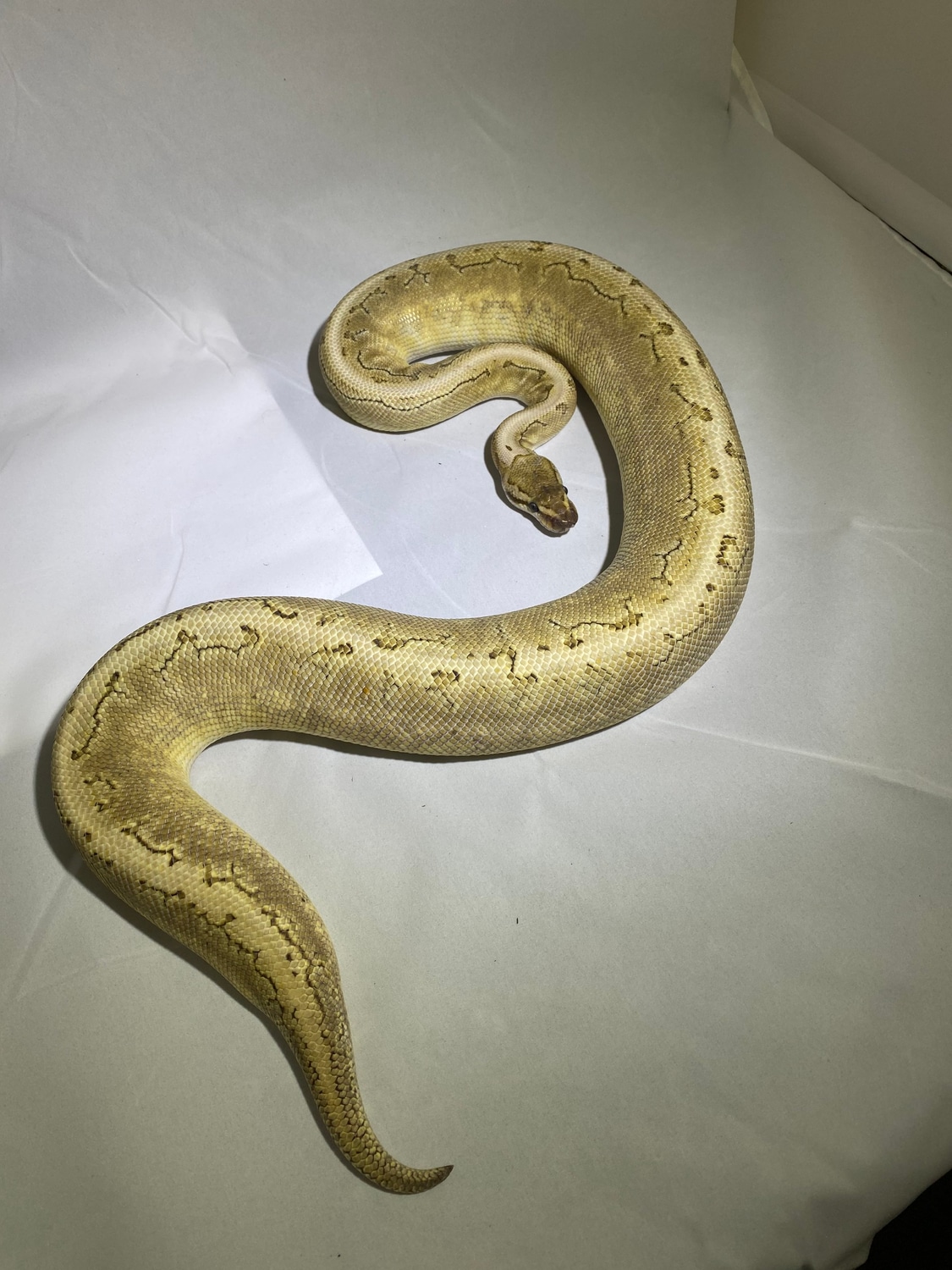0.1 Pastel Bamboo Poss Enchi #2 Ball Python by Everything Reptile ...